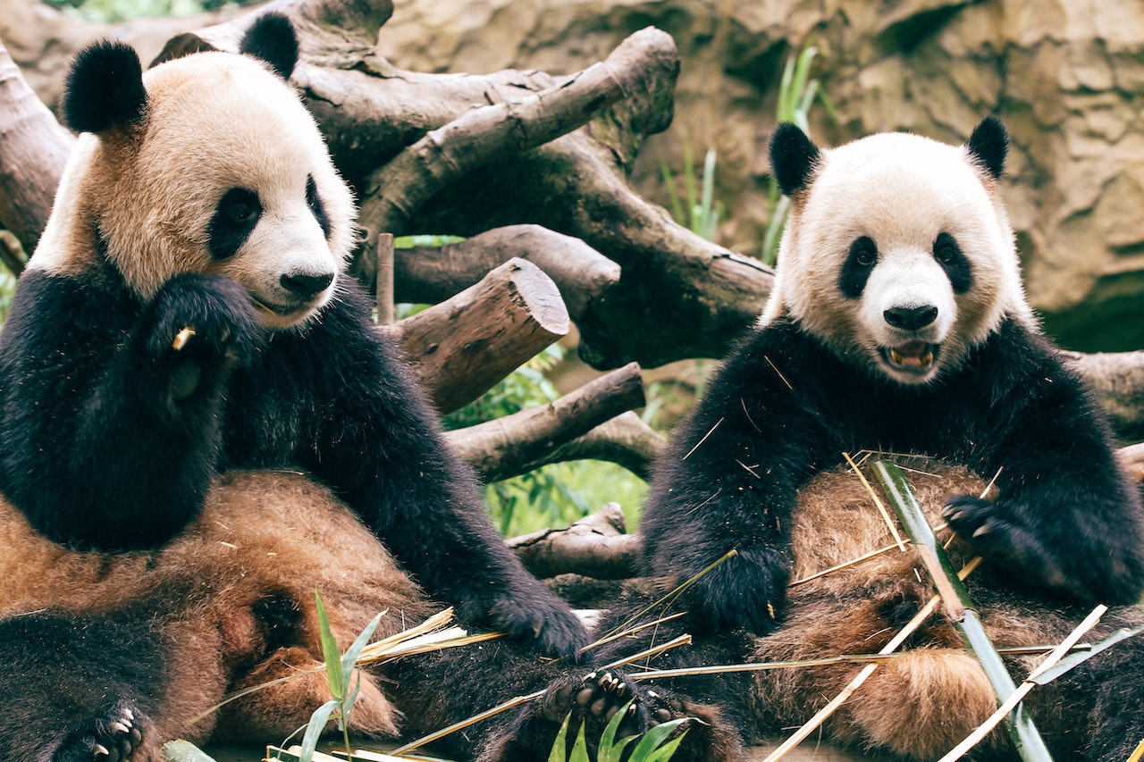 Facts About Giant Panda Bears You Need To Know – SAMcef